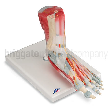 Foot Model - Skeleton with Ligaments & Muscles - Briggate Medical Company