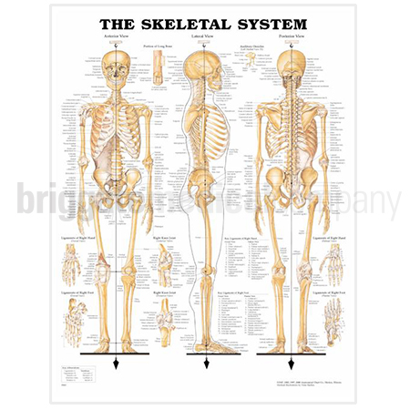 Laminated Chart - Skeletal System Full Body - Briggate Medical Company