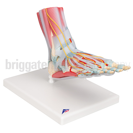 Foot Model - Skeleton with Ligaments & Muscles - Briggate Medical Company