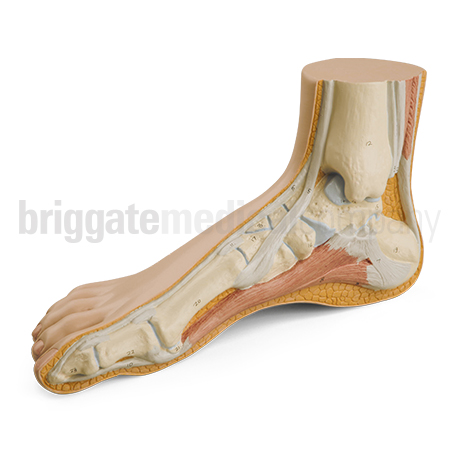Foot Model - Anatomical Normal Foot - Briggate Medical Company