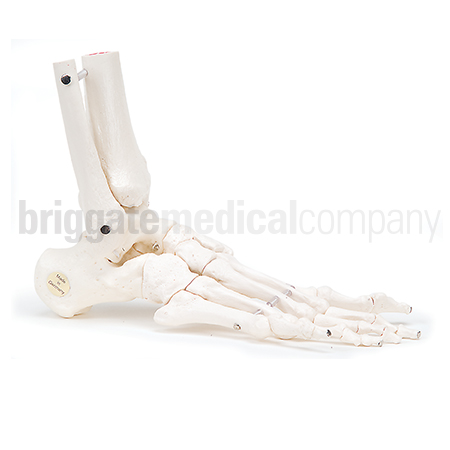 Anatomical Foot Models | Briggate Medical Company